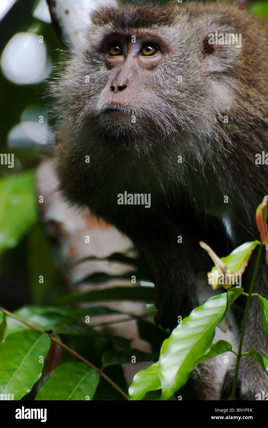 Vertical monkey ph hi-res stock photography and images - Alamy