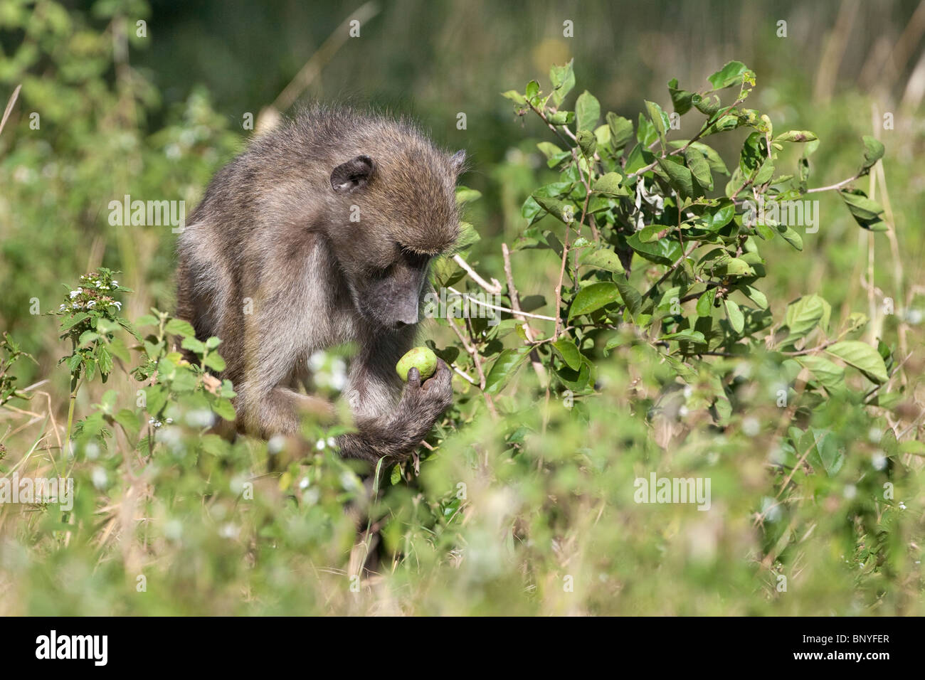 Marula fruit hi-res stock photography and images - Alamy
