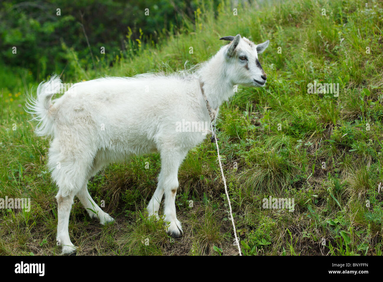 Goat On Leash High Resolution Stock Photography and Images - Alamy