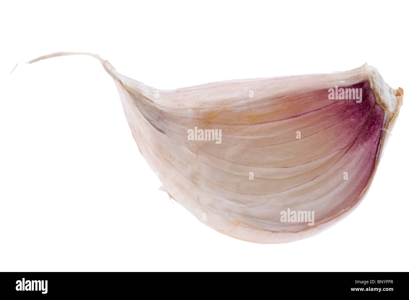 object on white - food White garlic close up Stock Photo - Alamy