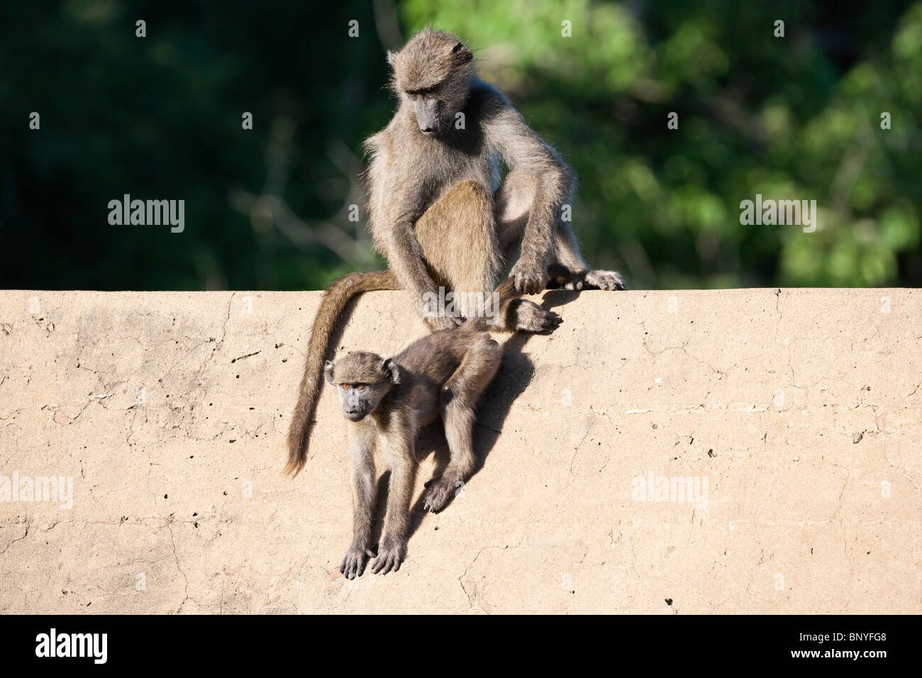 Chacma Baboons High Resolution Stock Photography and Images - Alamy