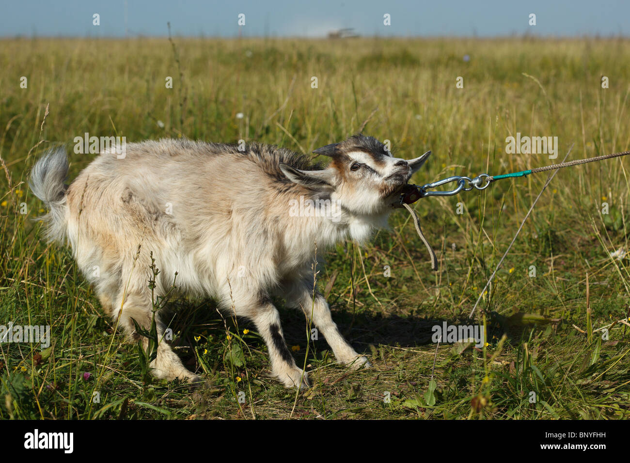 Stubborn as a mule hi-res stock photography and images - Alamy