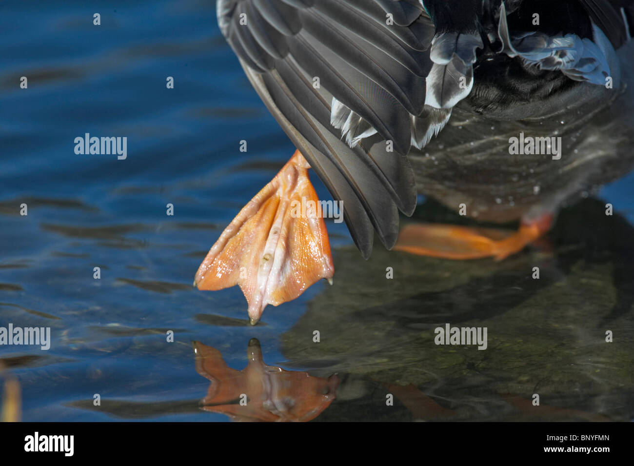 An Adult Male Mallard Stretching Out His Foot Stock Photo - Alamy
