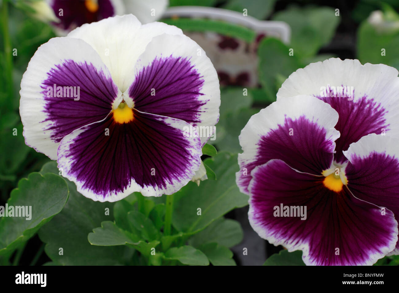 Pansy, spectacular white blotch improved, Viola wittrockiana, annual ...