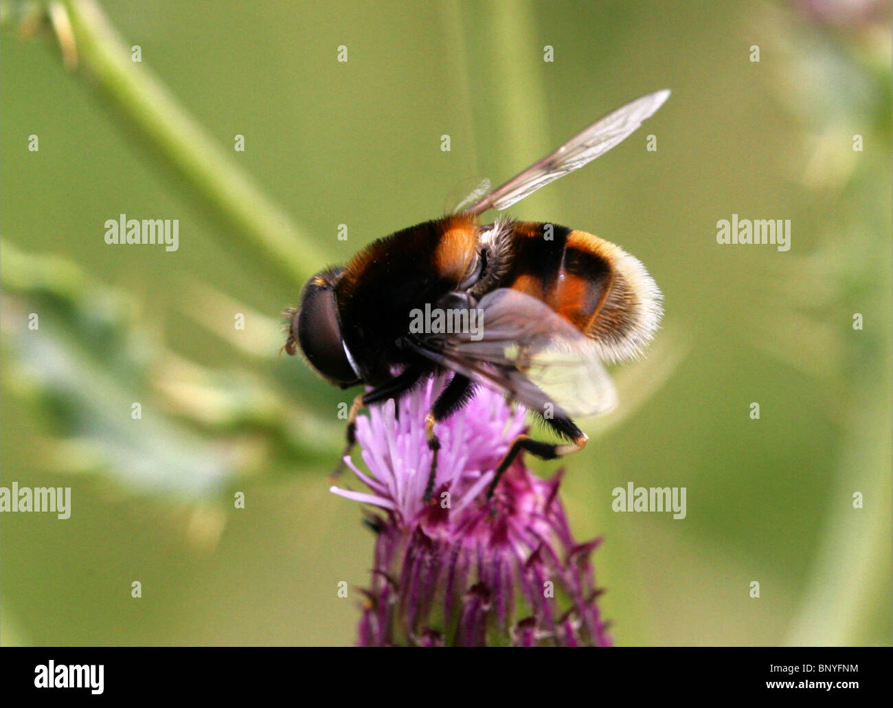 Hoverfly (Bee Mimic) Male, Eristalis intricarius, Syrphidae, Diptera ...