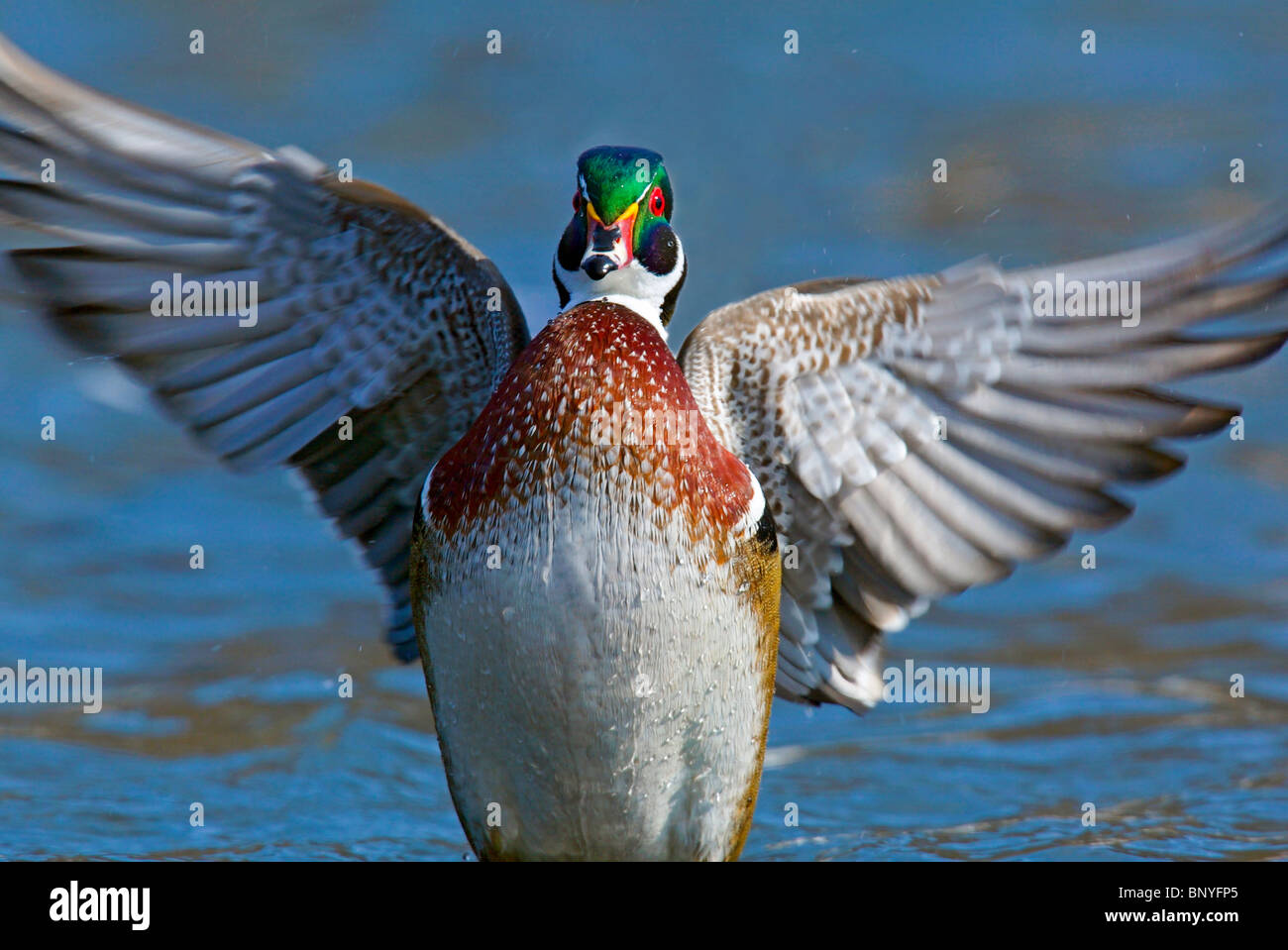 Adult Male Wood Duck Flapping His Wings Stock Photo - Alamy