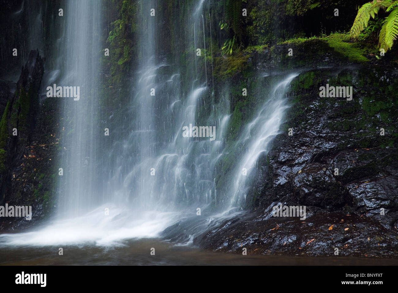Russell Falls in Mt Field National Park, Tasmania, AUSTRALIA Stock ...