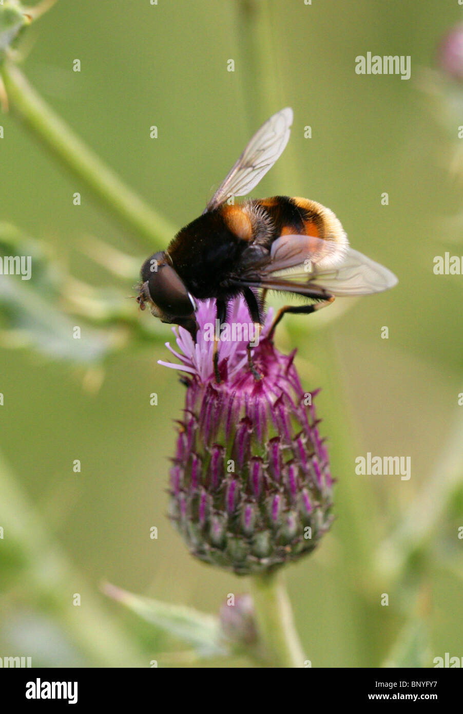 Hoverfly (Bee Mimic) Male, Eristalis intricarius, Syrphidae, Diptera ...
