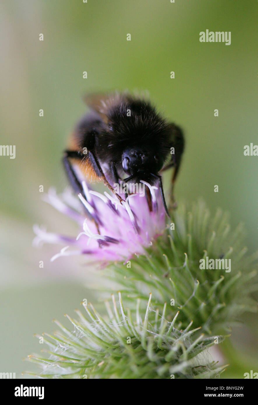 Red-tailed Bumble-bee, Bombus lapidarius, Apidae, Apoidea, Hymenoptera ...