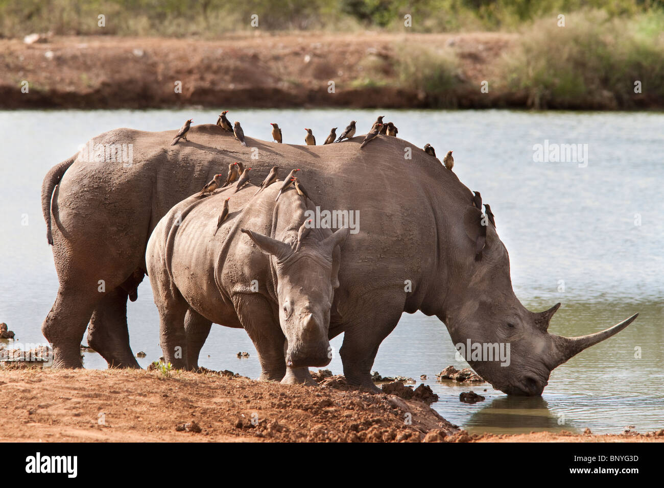 African oxpecker rhino hi-res stock photography and images - Alamy