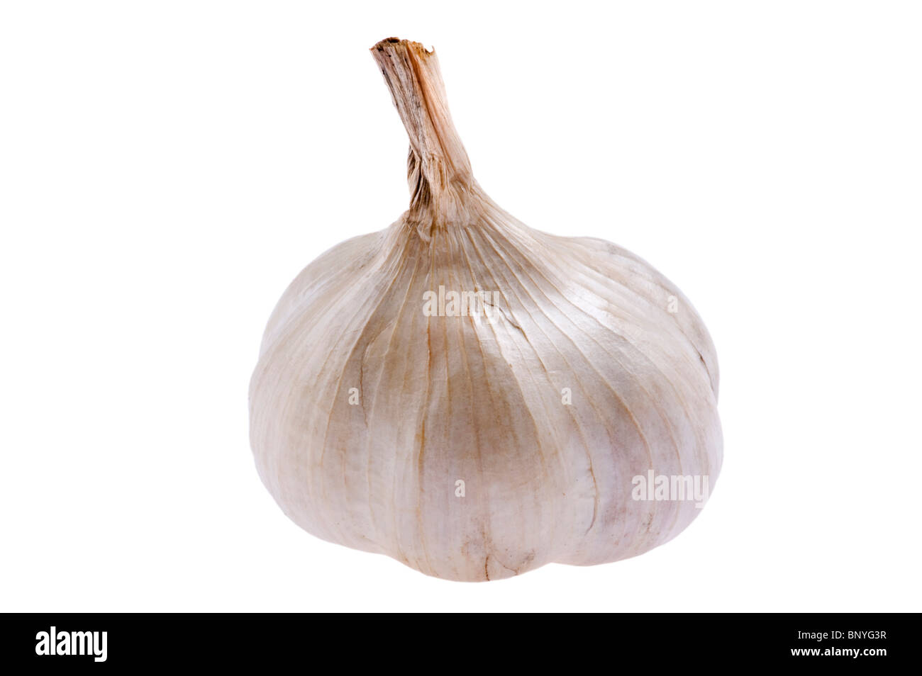 object on white - food White garlic close up Stock Photo - Alamy