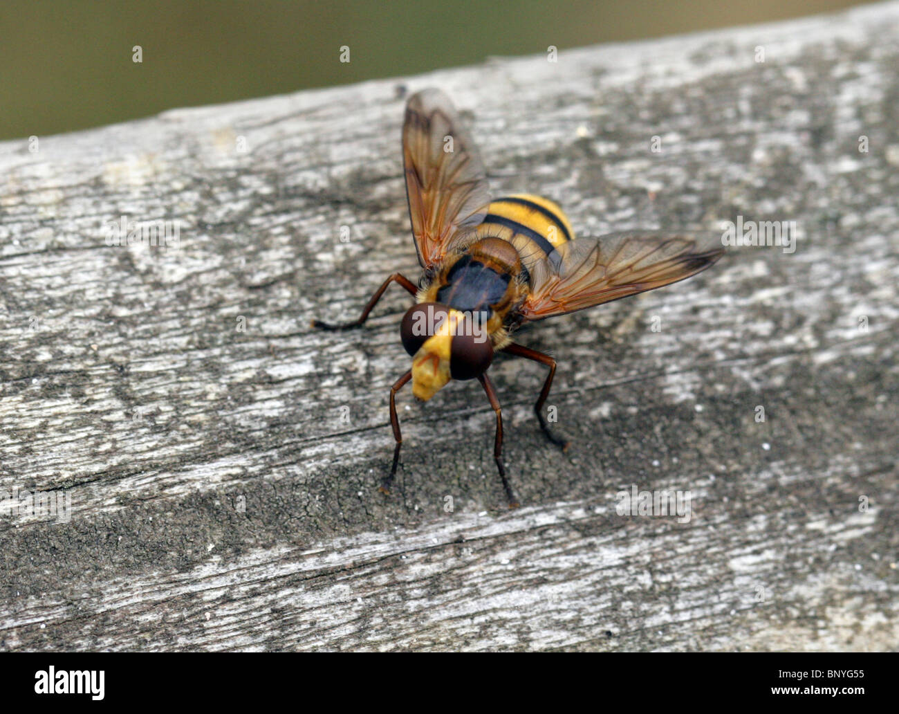 Large Yellow Hoverfly, Volucella inanis, Syrphidae, Diptera. Syn. Musca ...