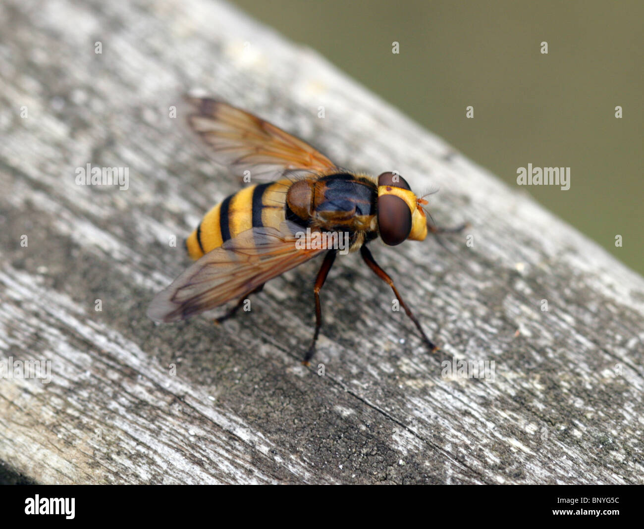 Large Yellow Hoverfly, Volucella inanis, Syrphidae, Diptera. Syn. Musca ...