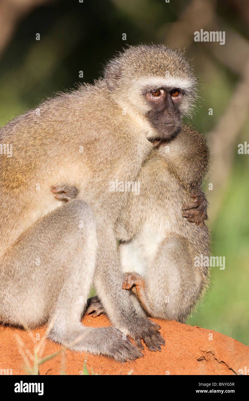 Cercopithecus Aethiops High Resolution Stock Photography and Images - Alamy