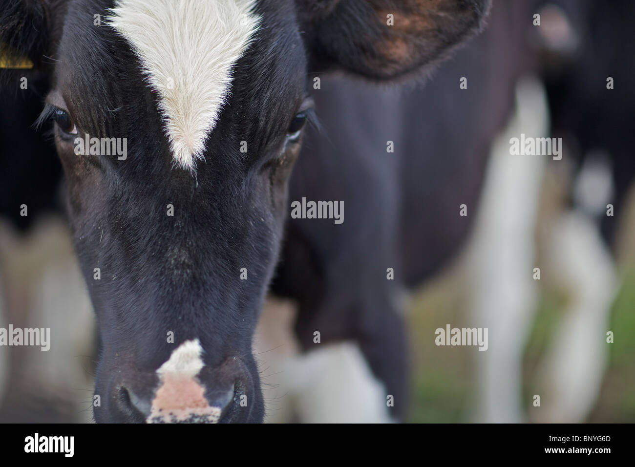 Holstein Friesian dairy cow Stock Photo - Alamy
