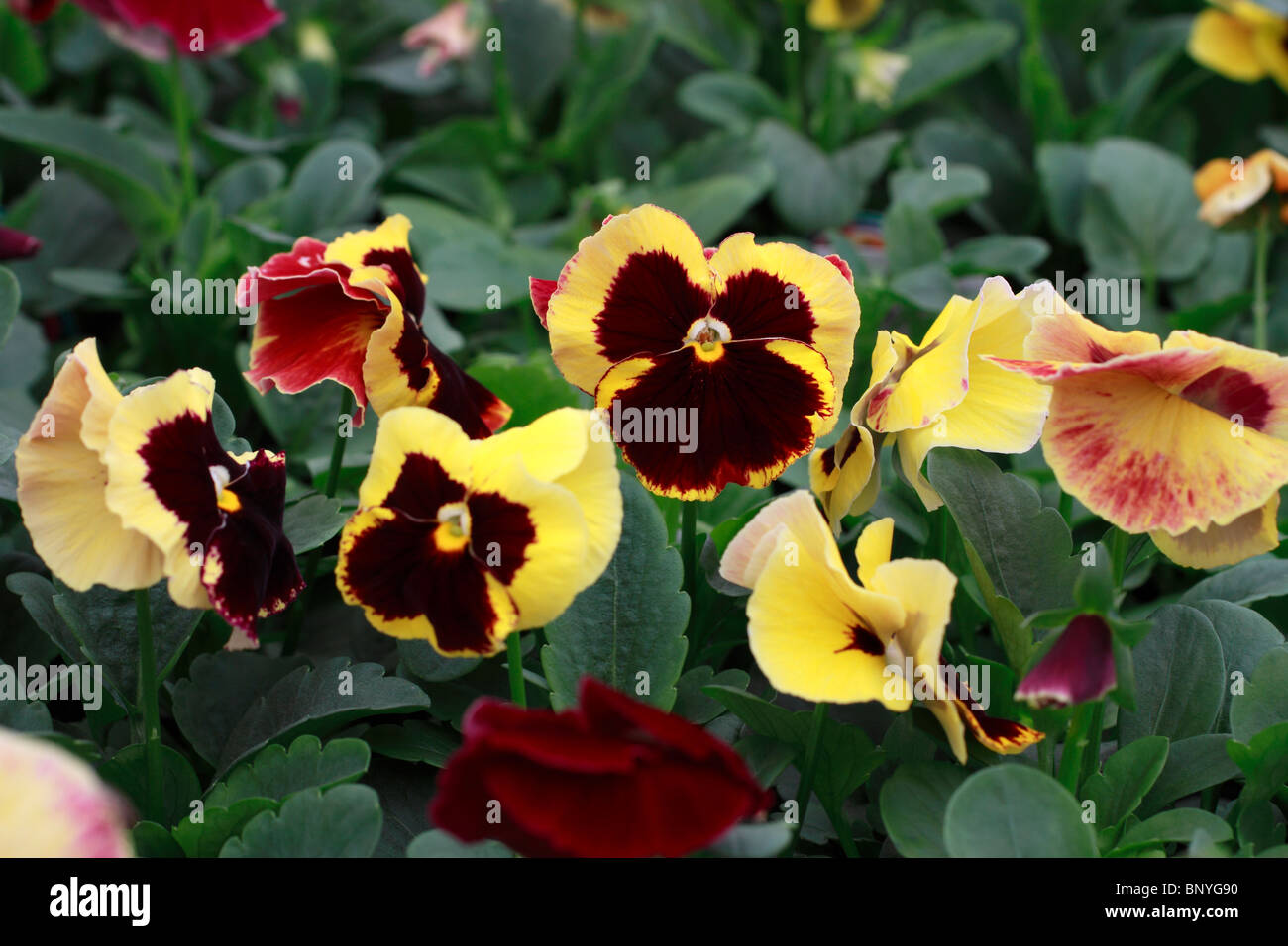Pansy, rose surprise, Viola wittrockiana, annual Stock Photo - Alamy