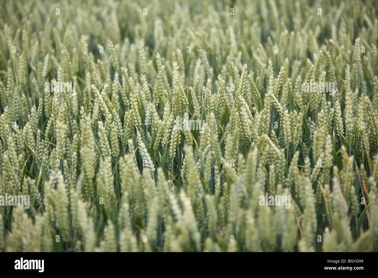 wheat crop in a field Stock Photo - Alamy