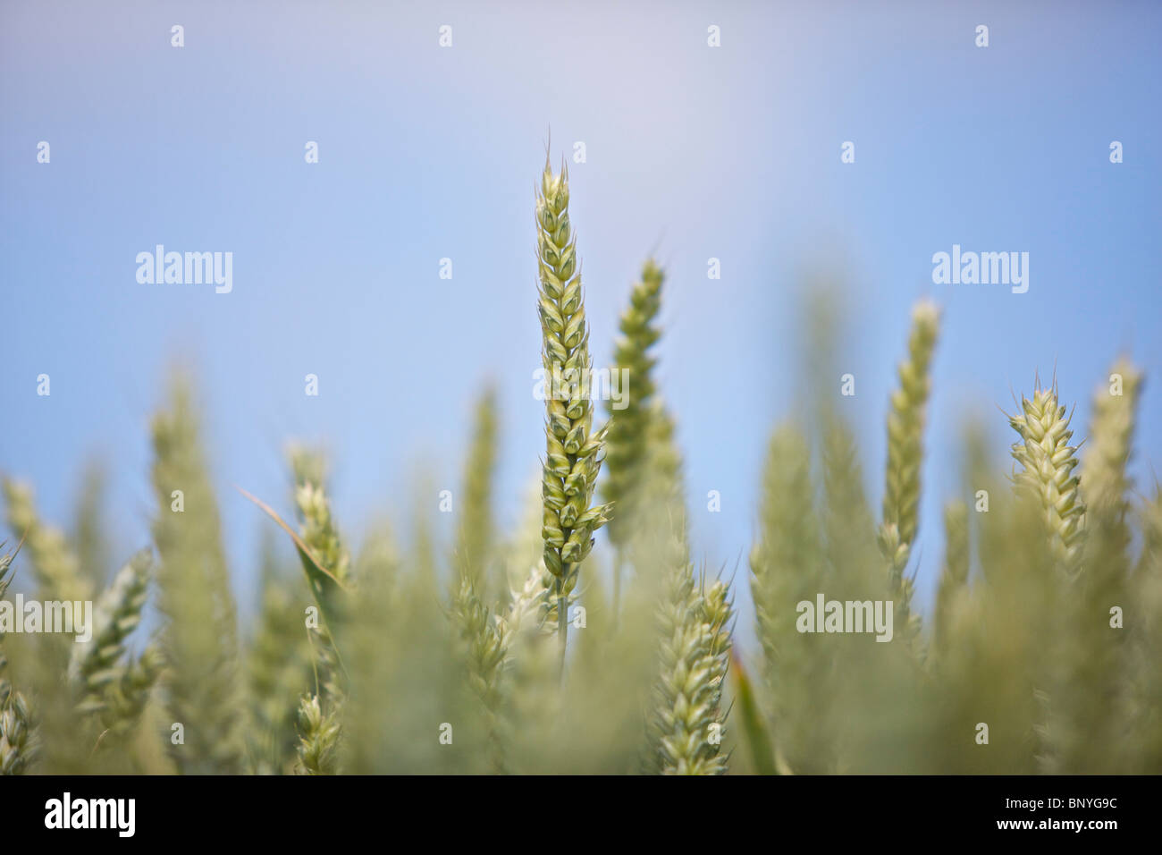 wheat crop in a field Stock Photo - Alamy