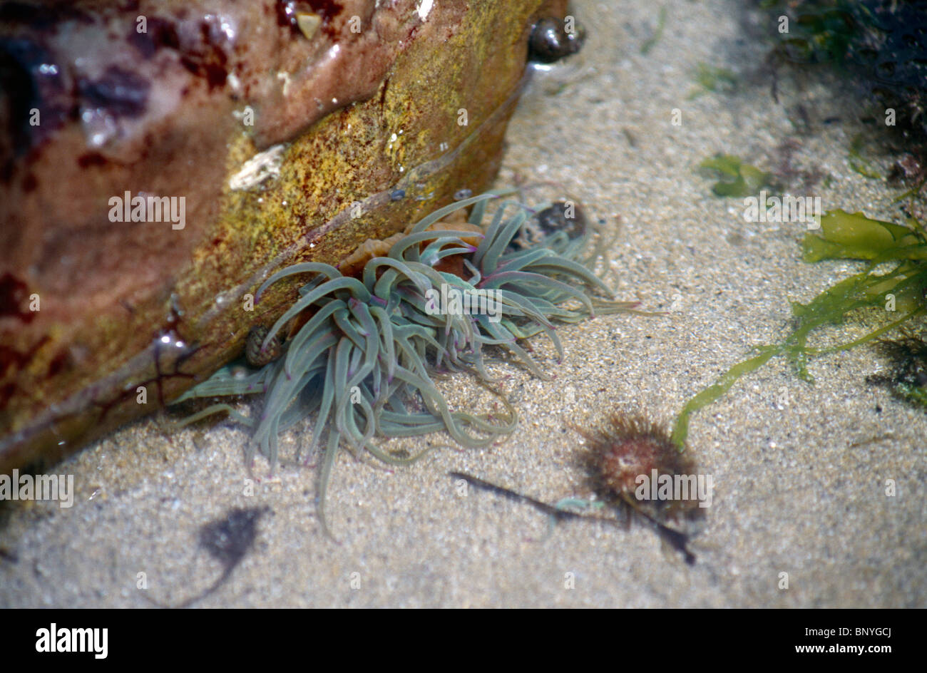 Sea Anemone Rock Pool At Low Tide Spain Stock Photo - Alamy