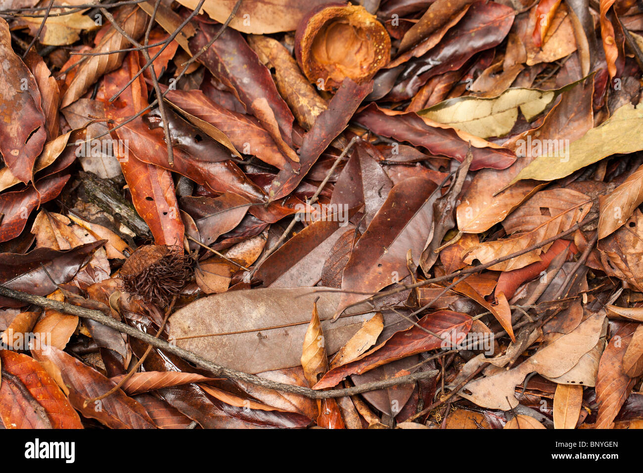 background of tropical fallen leaves in rainforest, sumatra, indonesia ...