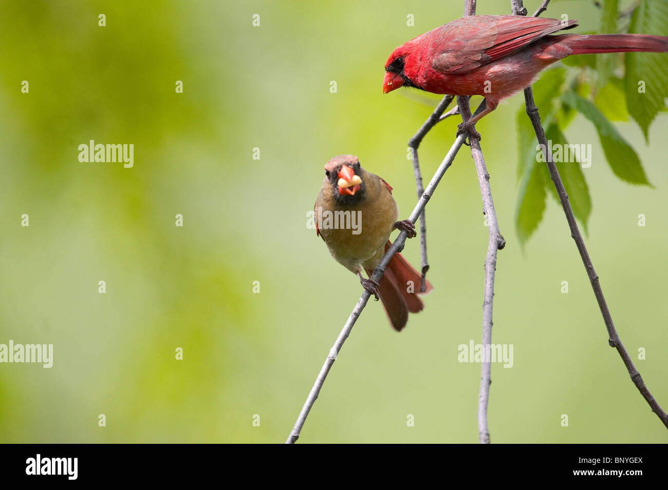 Male female cardinal hi-res stock photography and images - Alamy