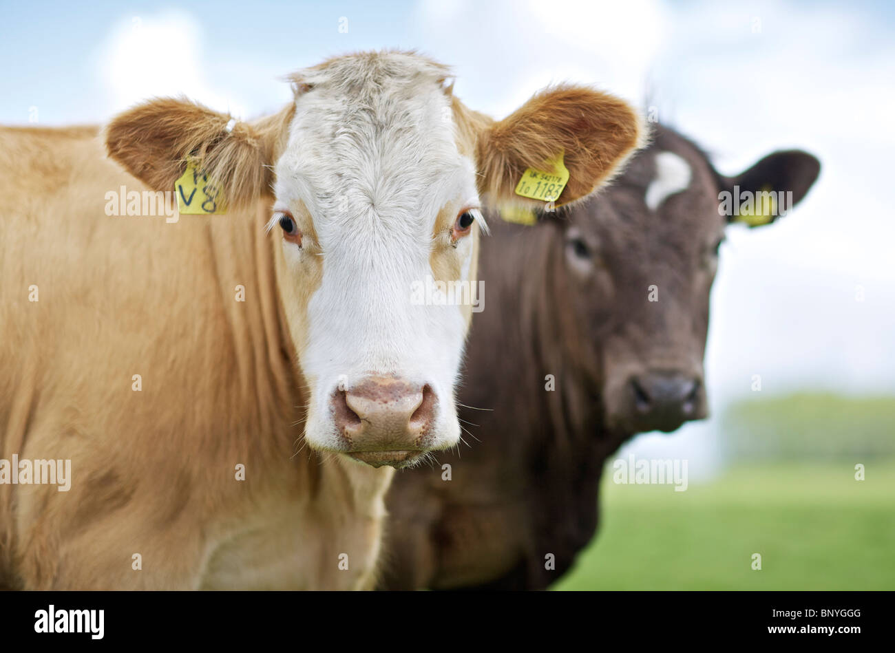 Cattle in field Stock Photo - Alamy