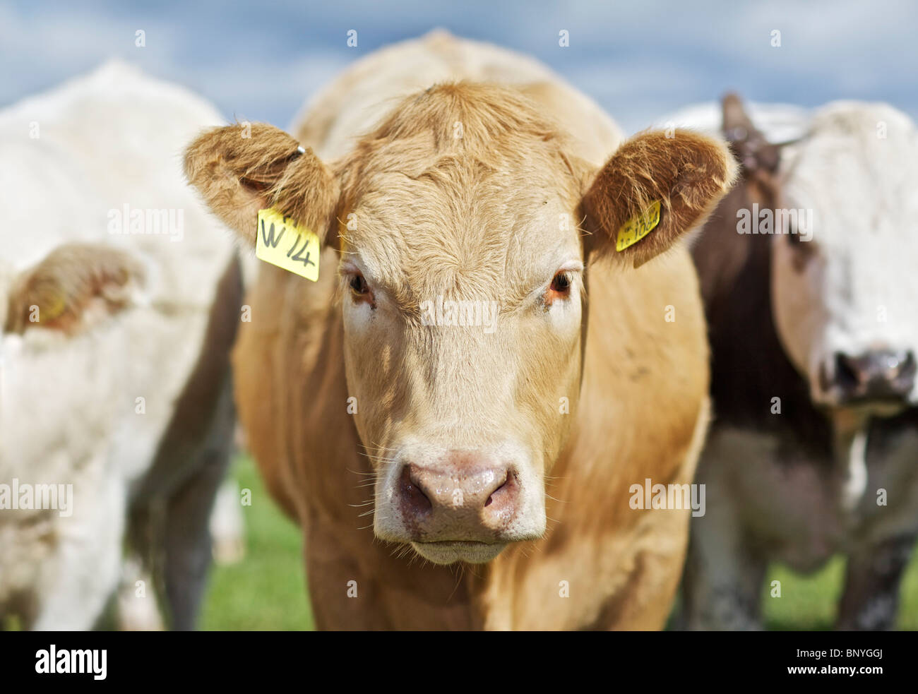 Cattle in field Stock Photo - Alamy