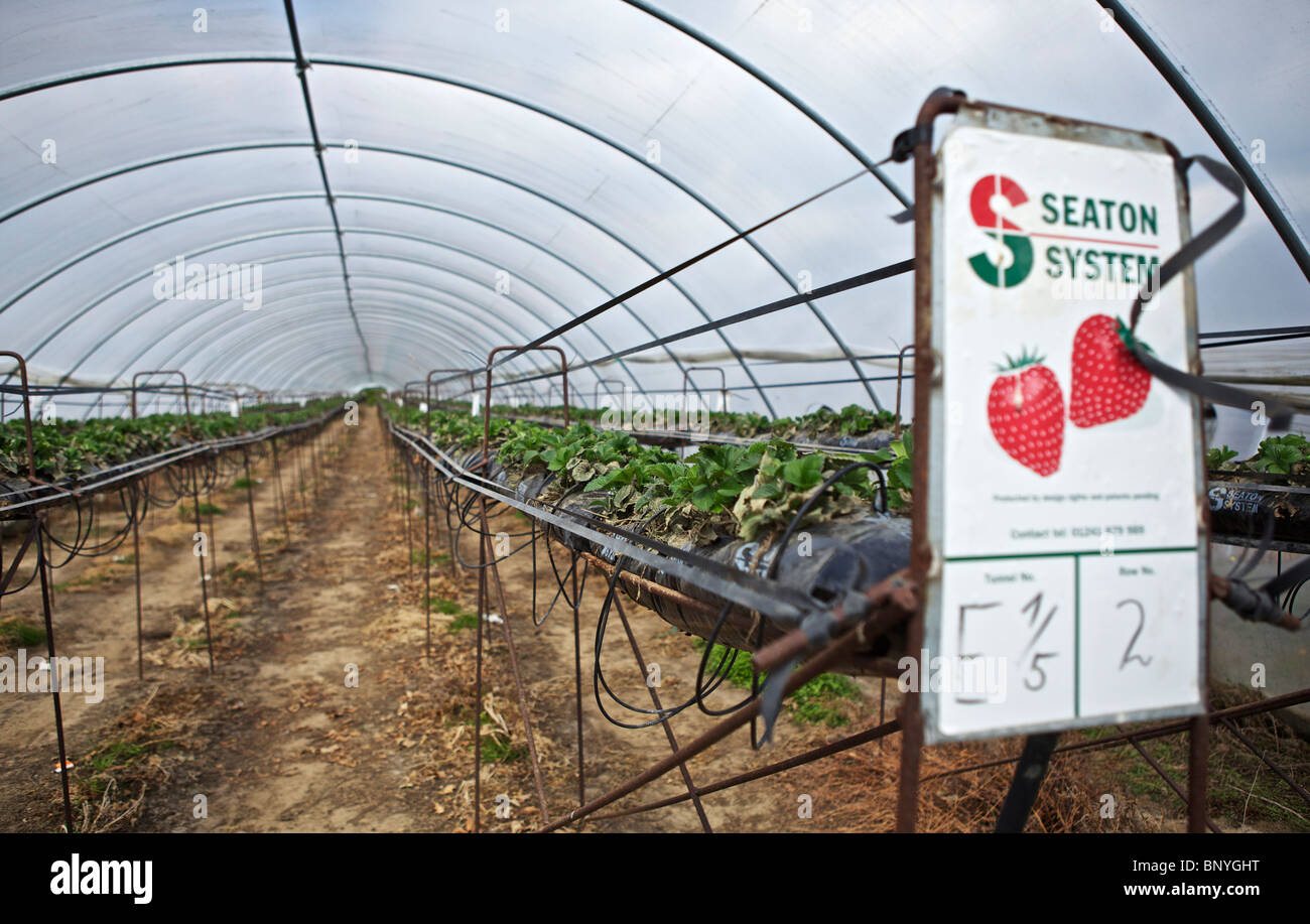 Loran strawberries hi-res stock photography and images - Alamy