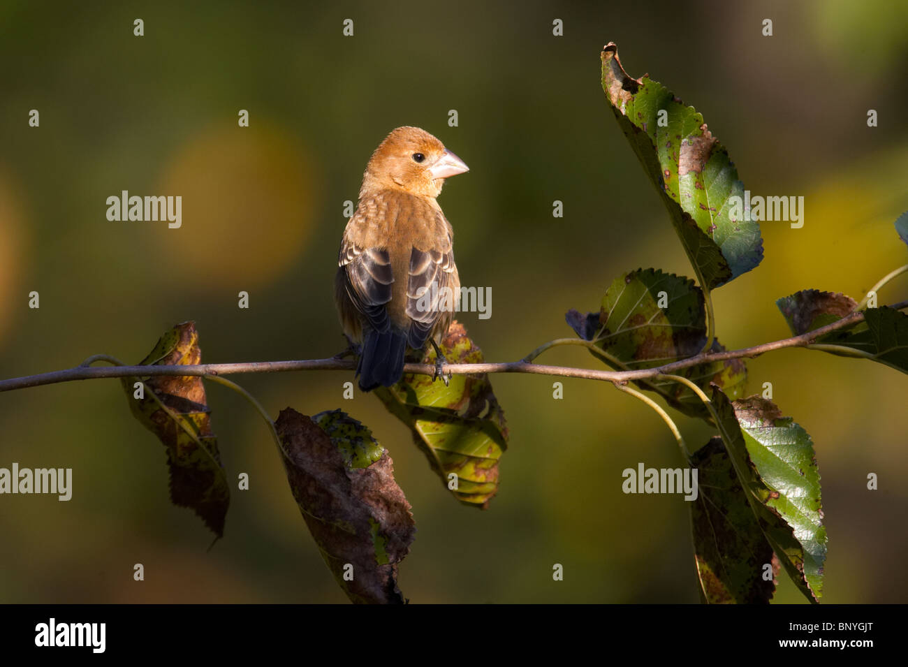 Female blue grosbeak hi-res stock photography and images - Alamy