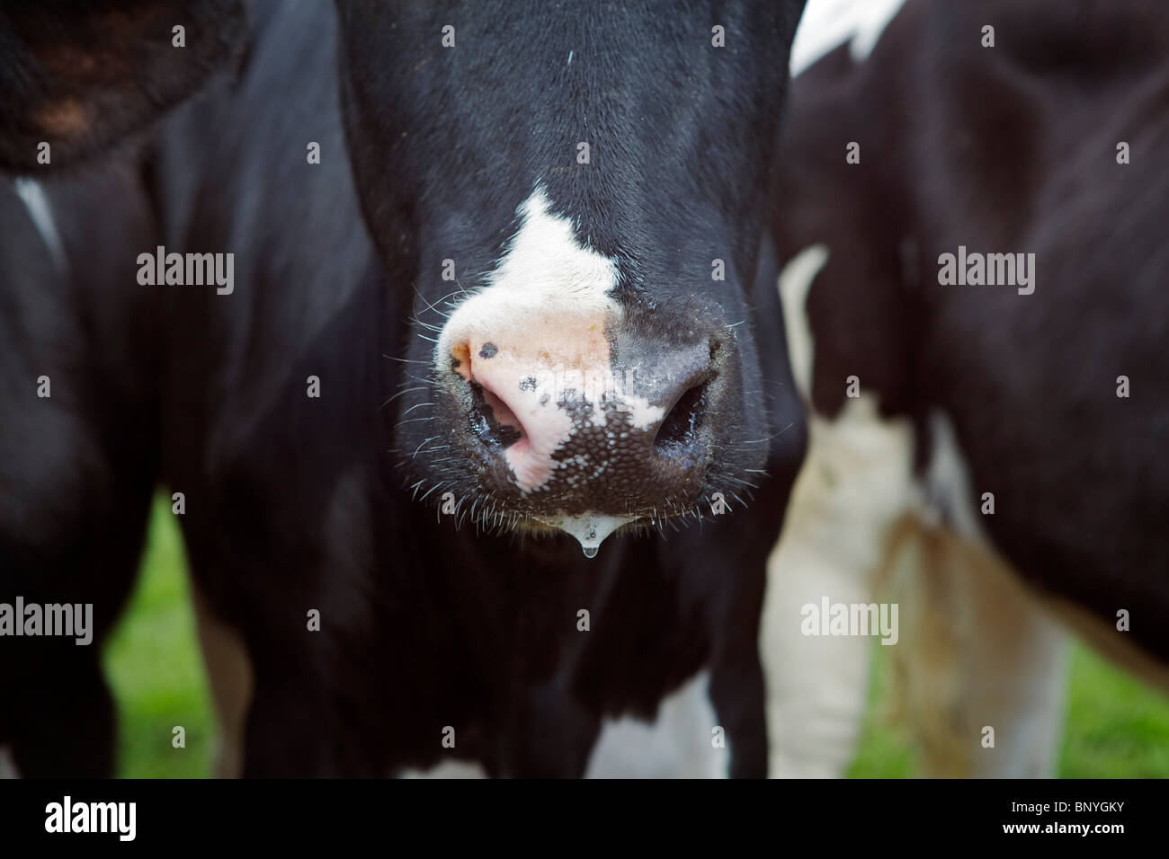 Holstein Friesian dairy cow Stock Photo - Alamy