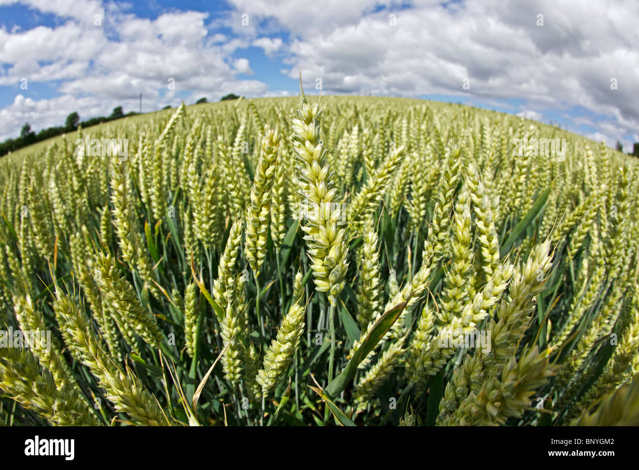 wheat crop in a field Stock Photo - Alamy