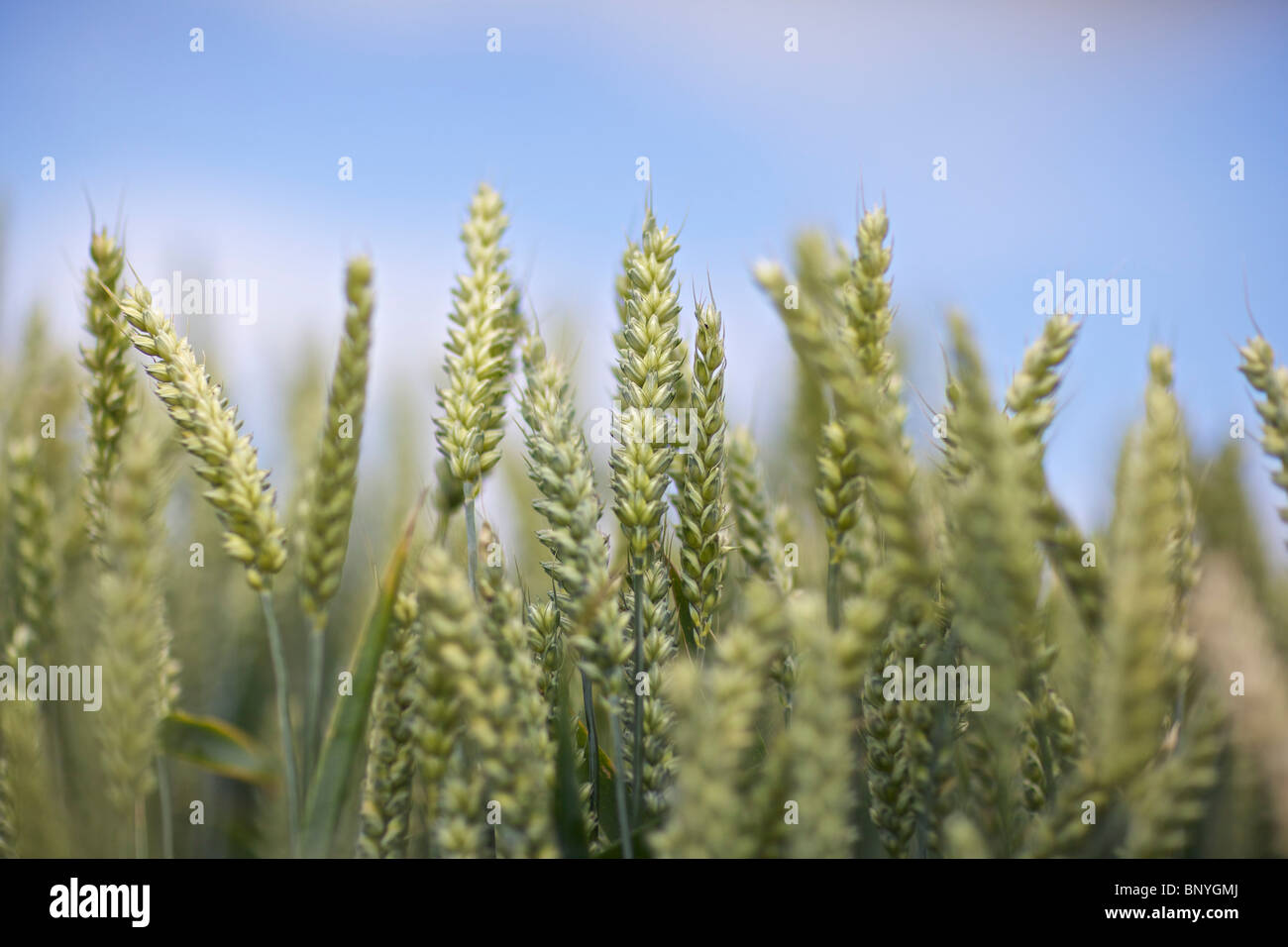 wheat crop in a field Stock Photo - Alamy
