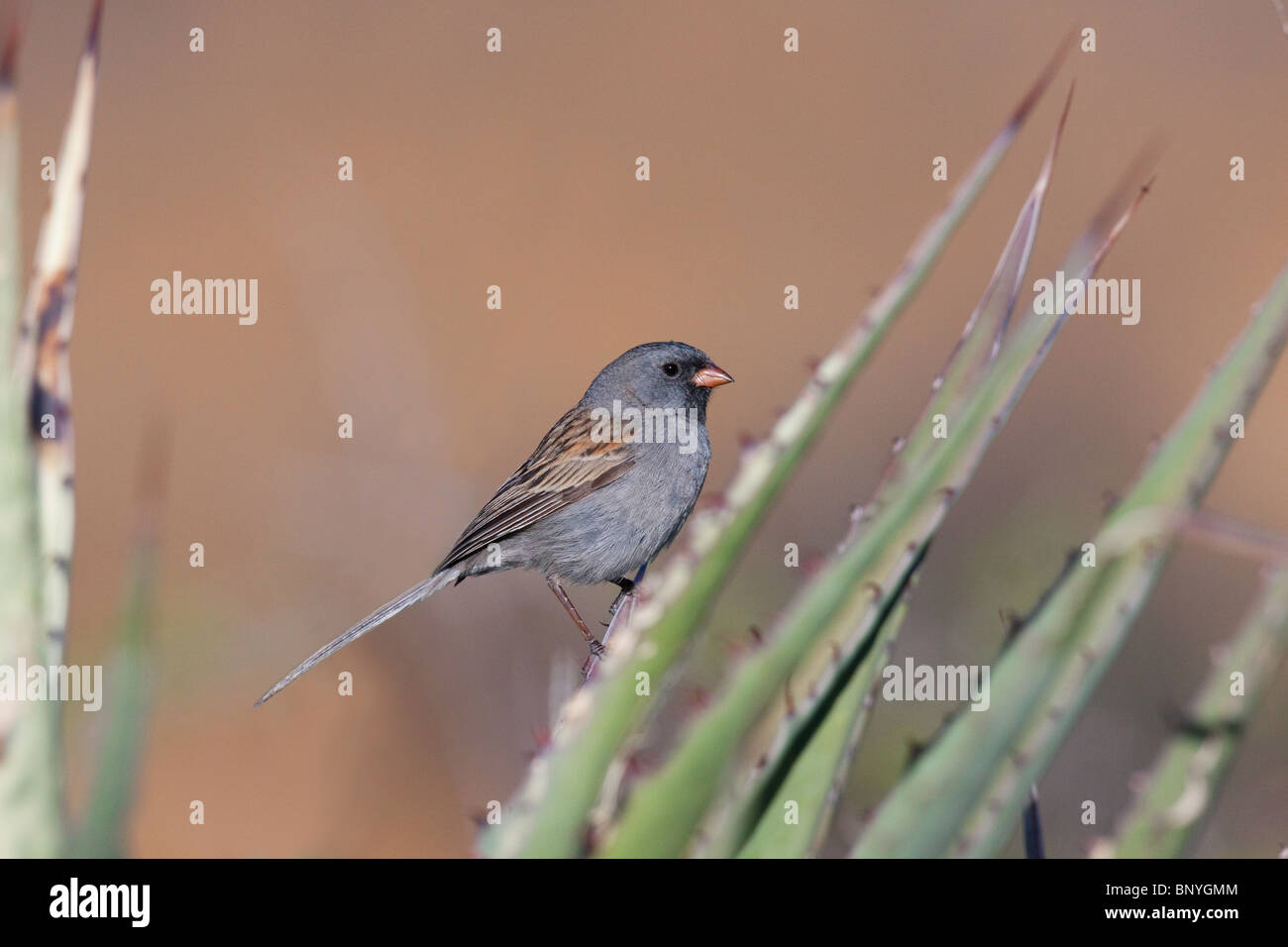 Black chinned sparrow hi-res stock photography and images - Alamy