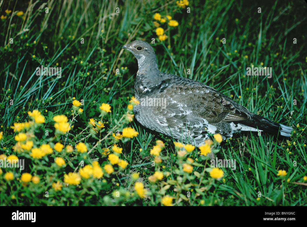 Sooty grey black hi-res stock photography and images - Alamy