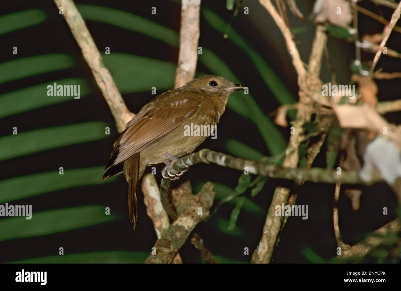 Thrush like bird hi-res stock photography and images - Alamy