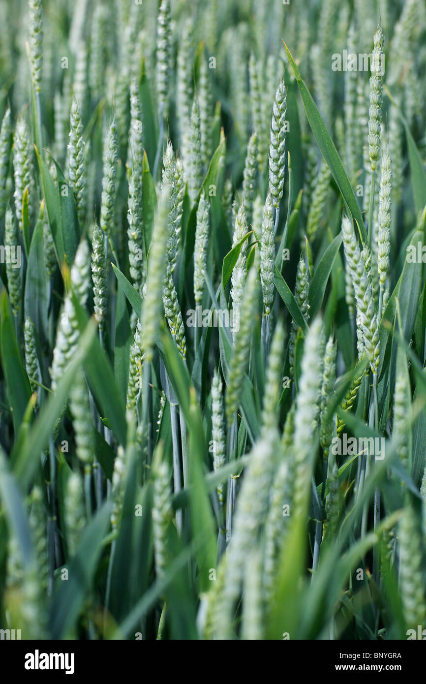 wheat crop in a field Stock Photo - Alamy