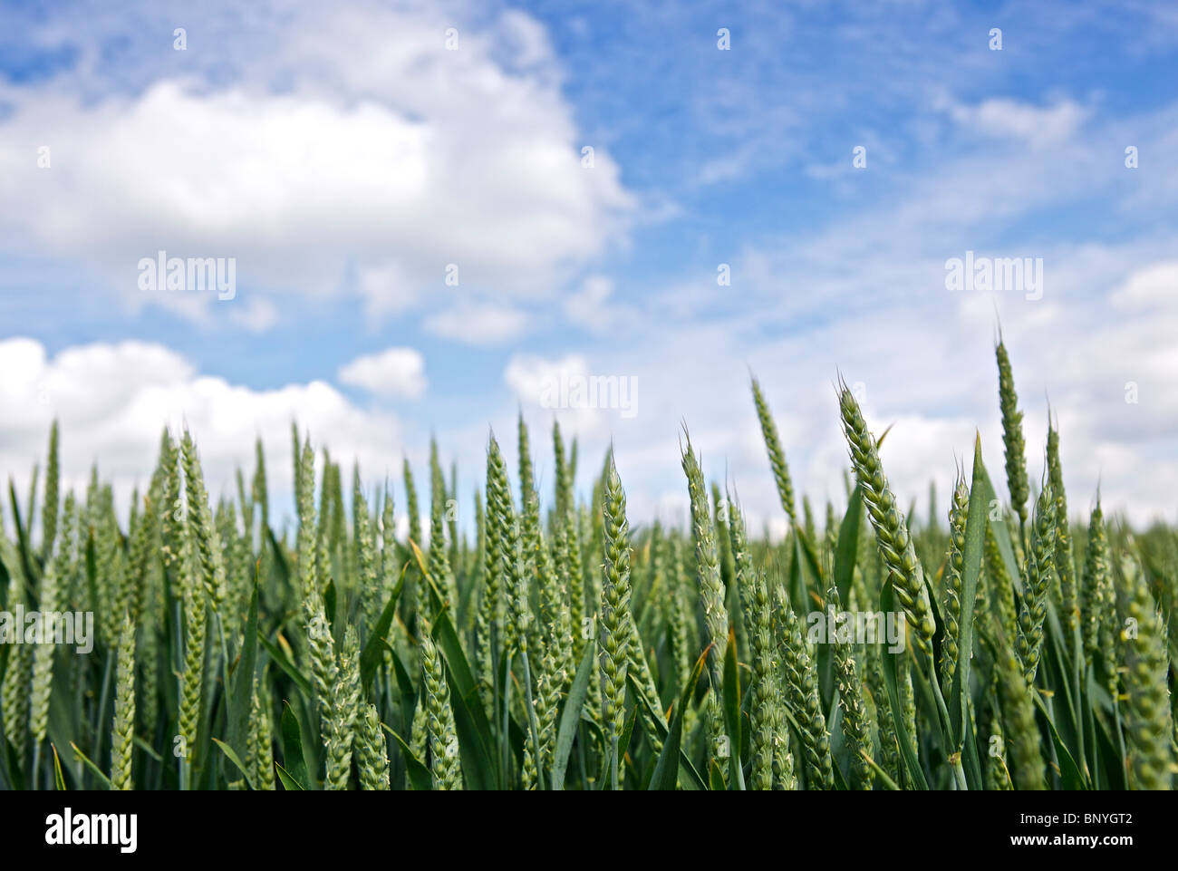 wheat crop in a field Stock Photo - Alamy