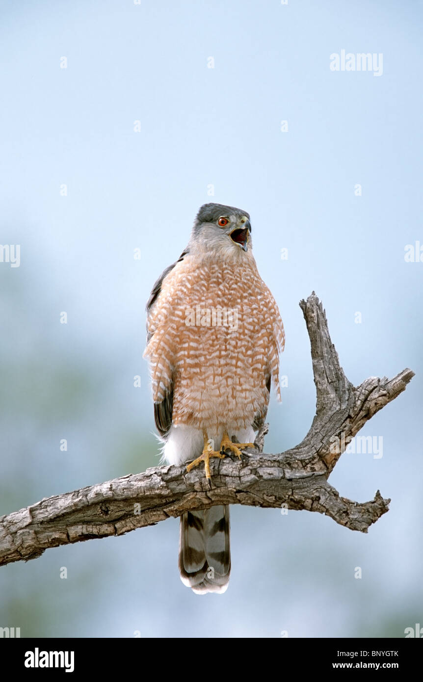 Adult coopers hawk hi-res stock photography and images - Alamy