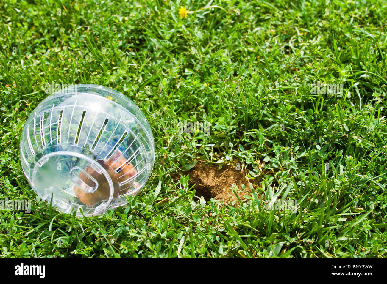 Rodent in a hamster ball wanting to go down gopher hole, so close, but ...