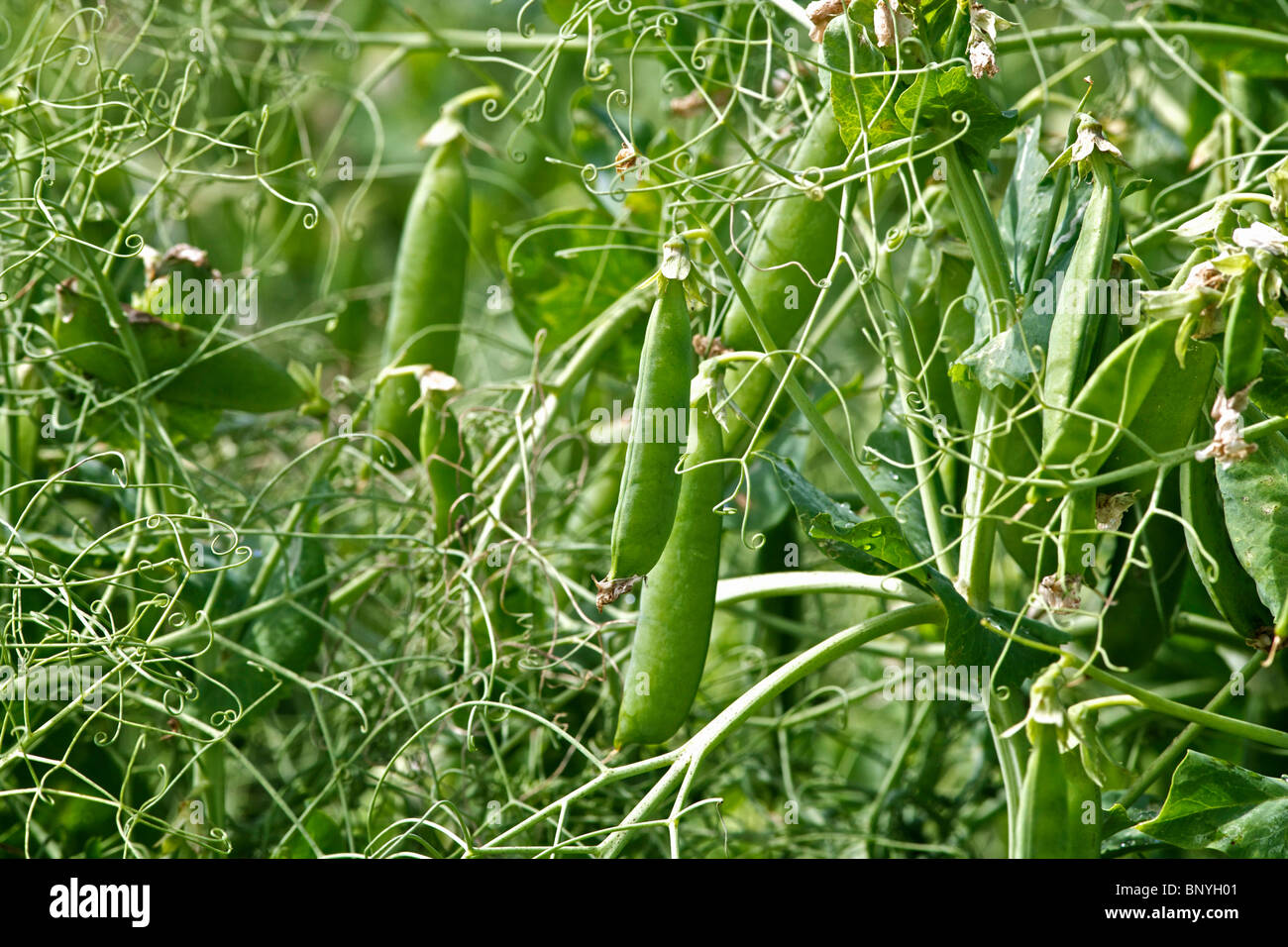 Pea viner hi-res stock photography and images - Alamy