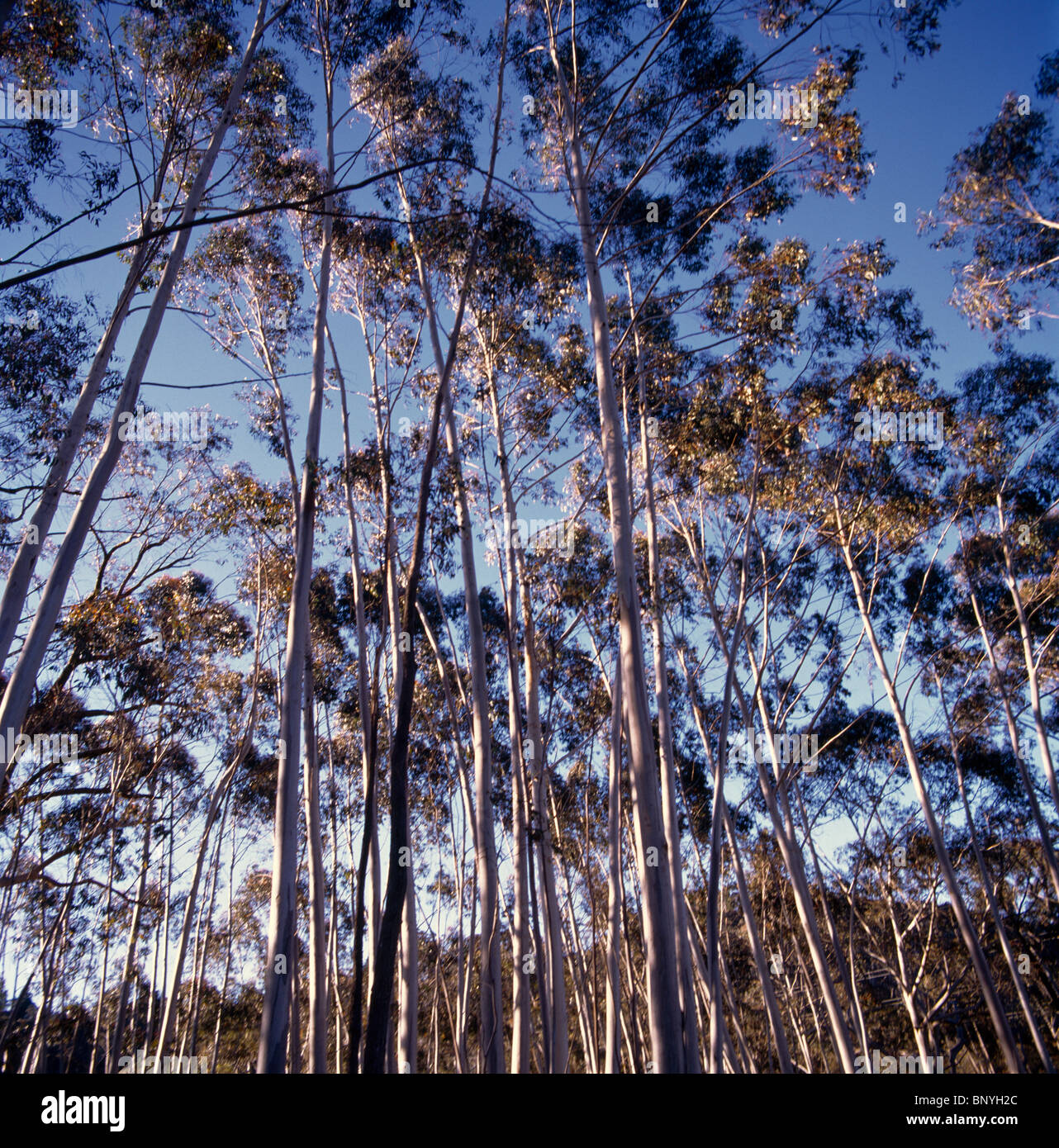 Queensland Australia Eucalyptus Forest Stock Photo - Alamy