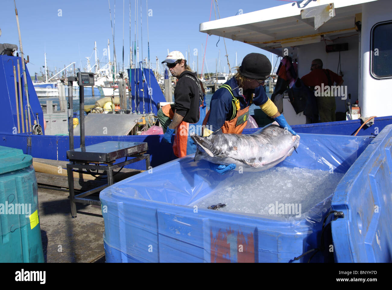 Bigeye tuna hi-res stock photography and images - Alamy