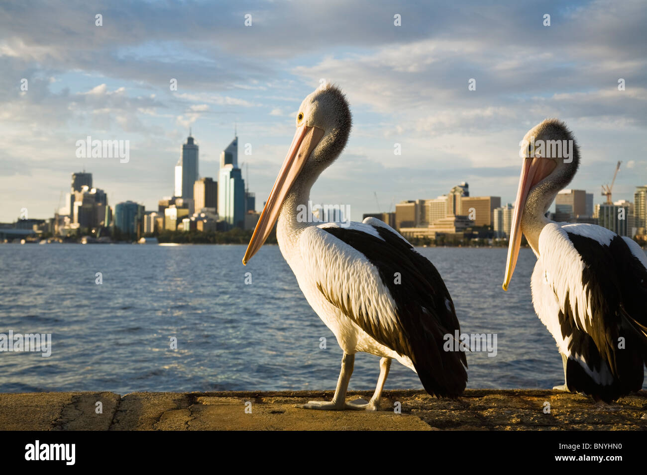Pelicans on the Swan River looking across to the city skyline. Perth ...