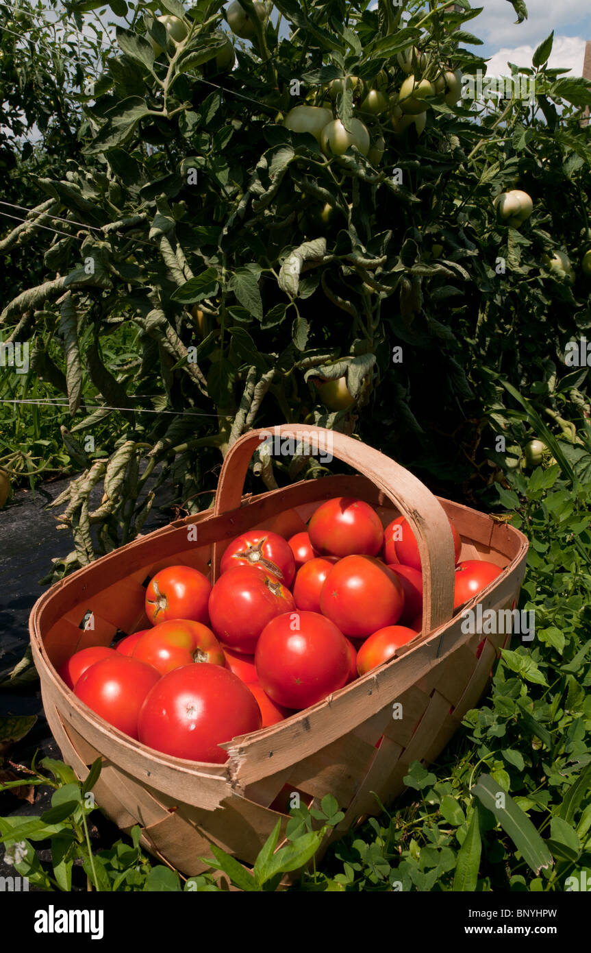 Verrill farm hi-res stock photography and images - Alamy