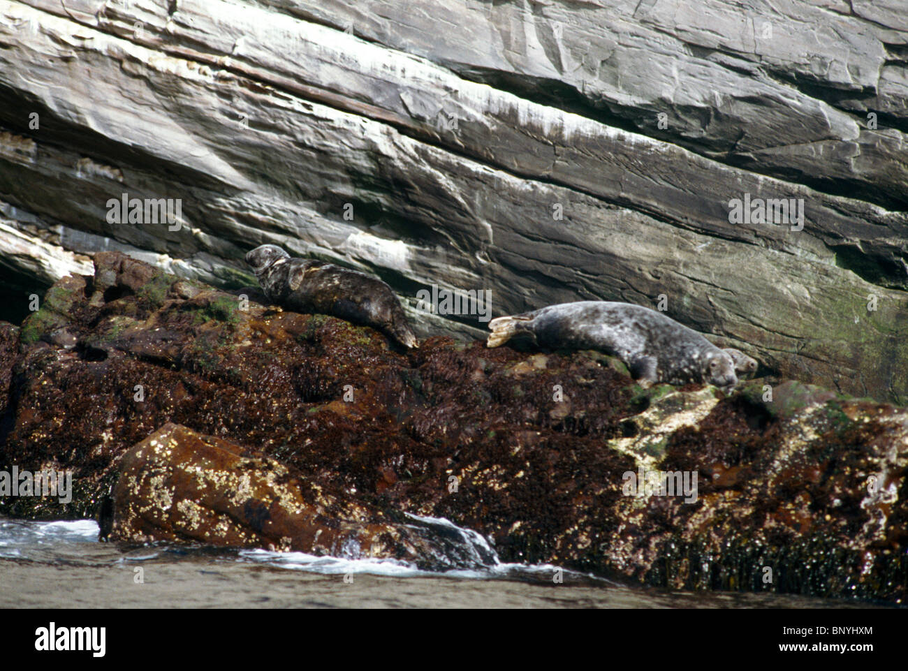 Foula Shetlands Scotland Grey Seals Laying On Rocks Stock Photo - Alamy