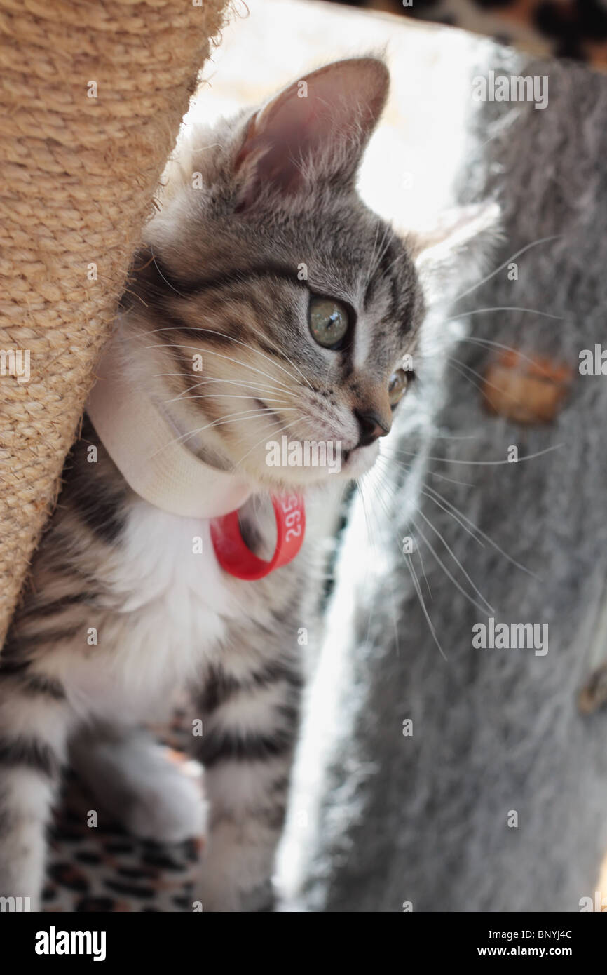 Cat purring hi-res stock photography and images - Alamy