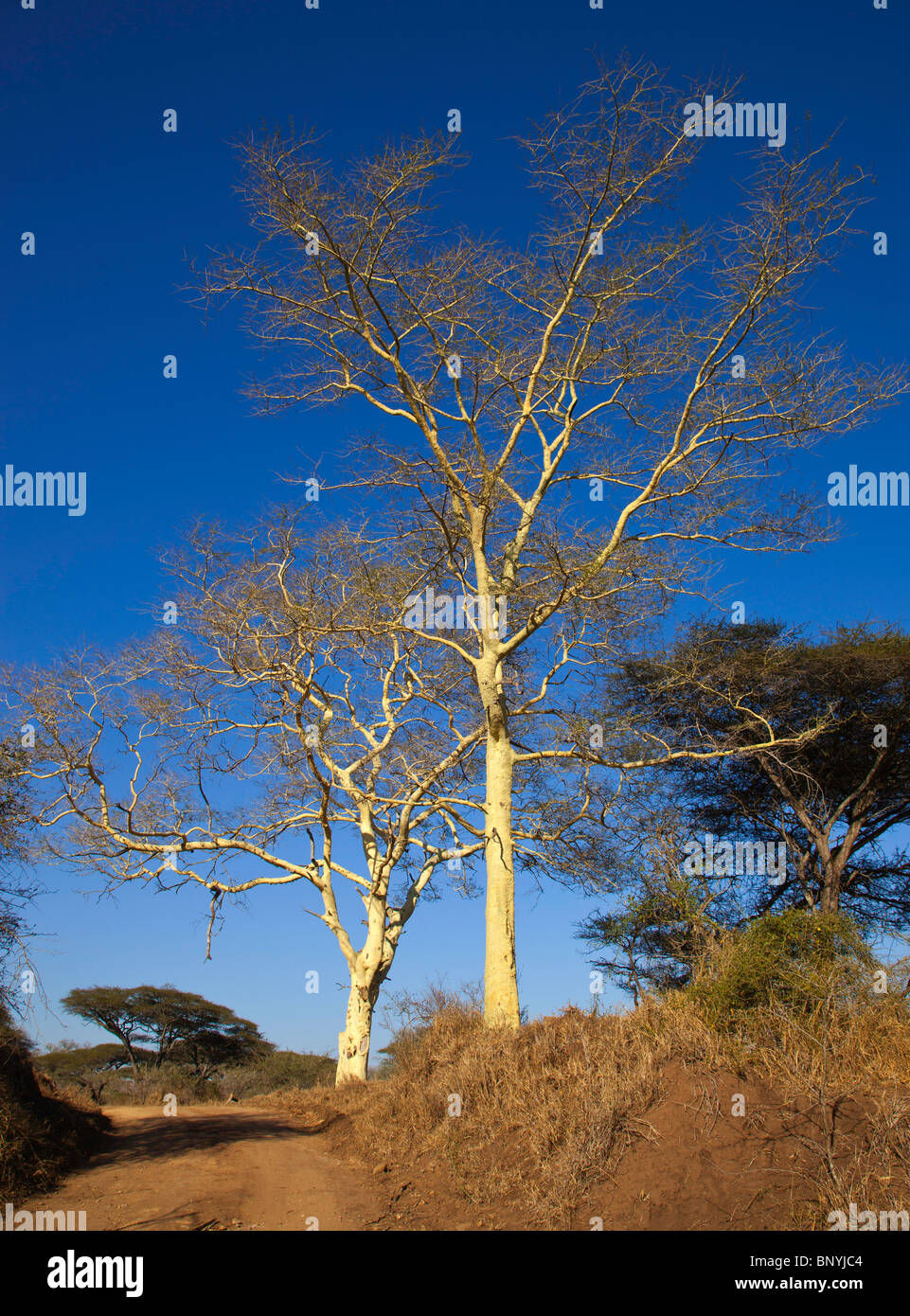 Fever bush africa hi-res stock photography and images - Alamy