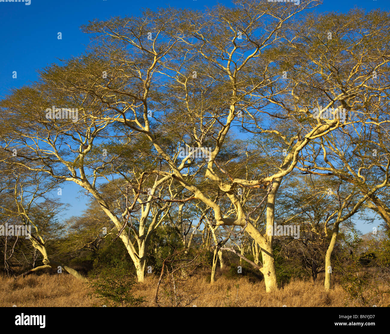 Fever bush africa hi-res stock photography and images - Alamy