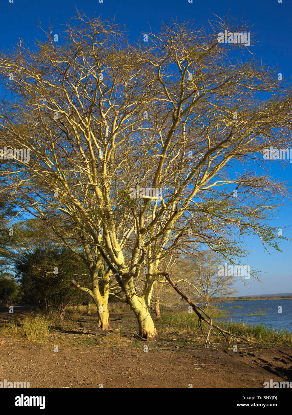 Fever bush africa hi-res stock photography and images - Alamy