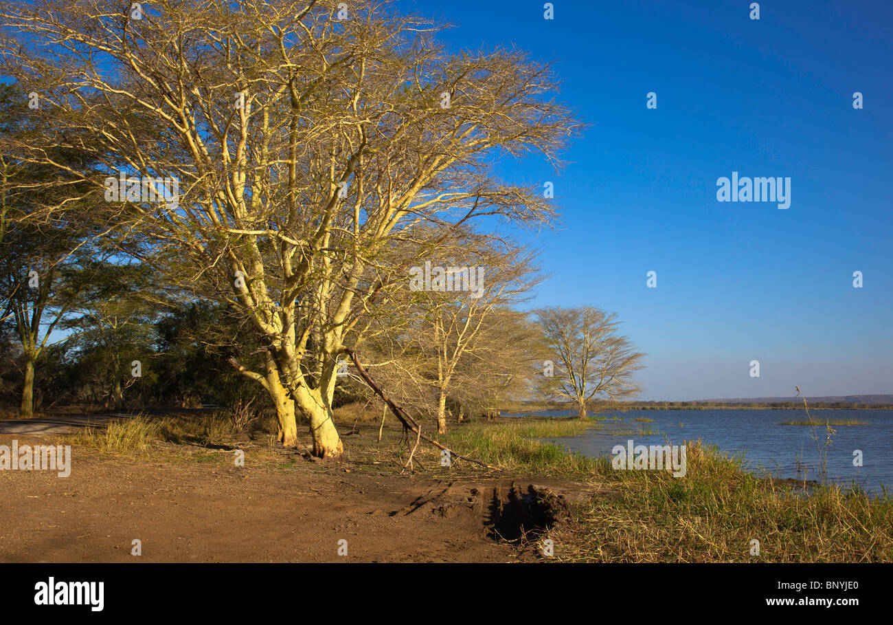 Fever bush africa hi-res stock photography and images - Alamy